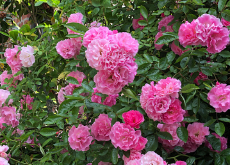 Visit Jebel Akhdhar During Rose Blooming Season